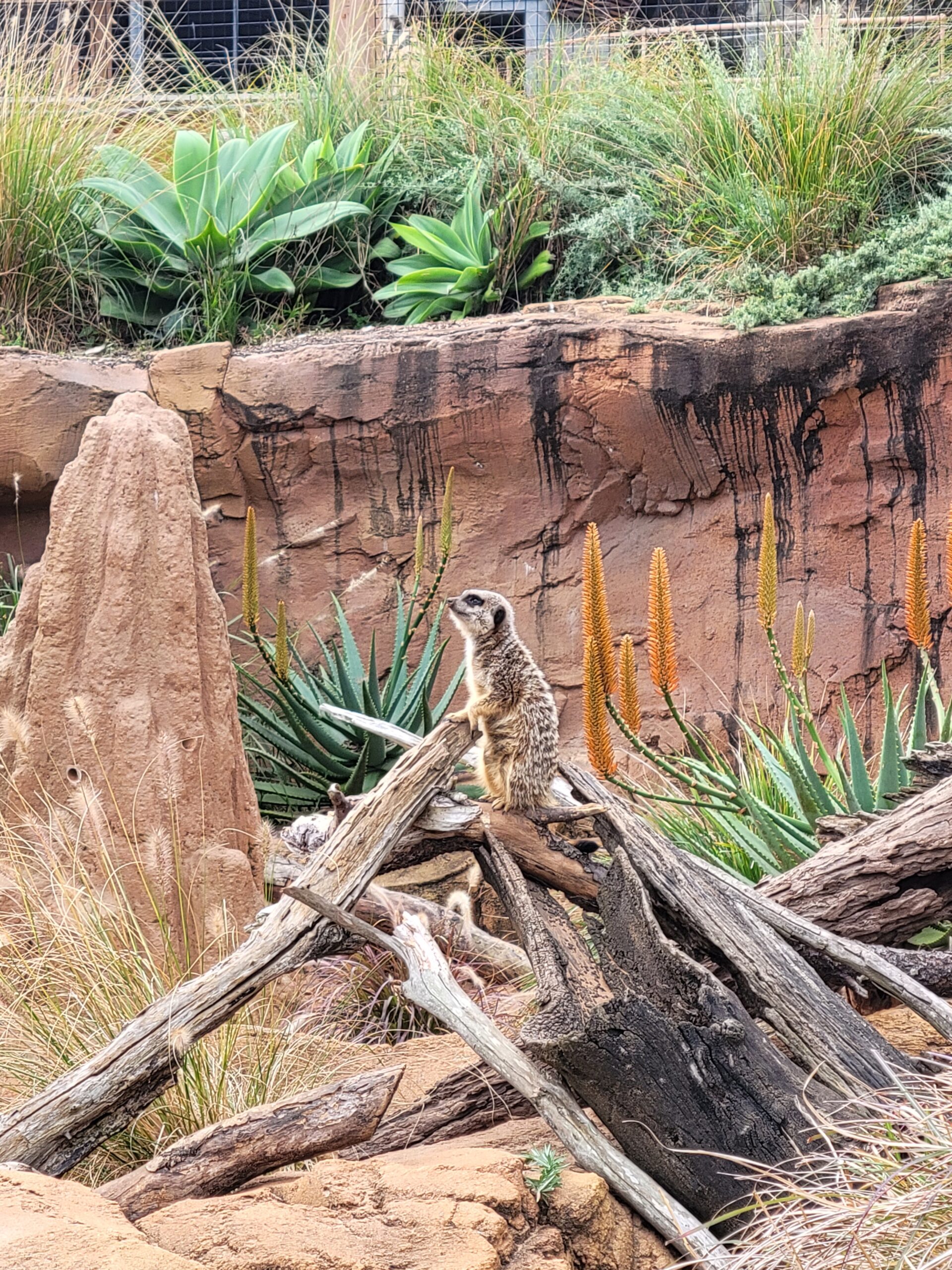 Visit Taronga Zoo in Sydney Australia with Me