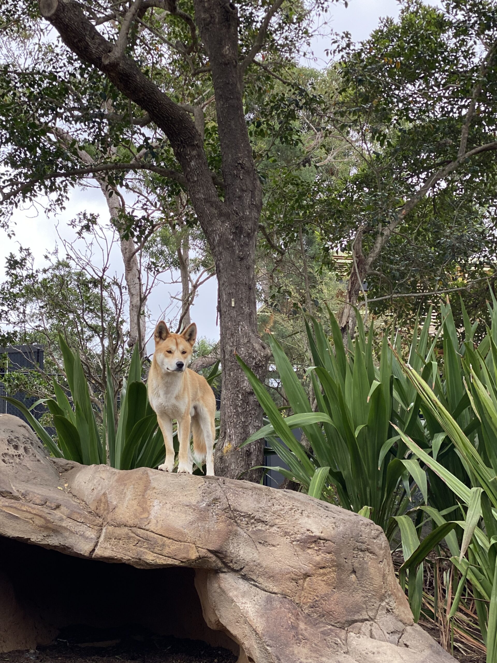 Visit Taronga Zoo in Sydney Australia with Me