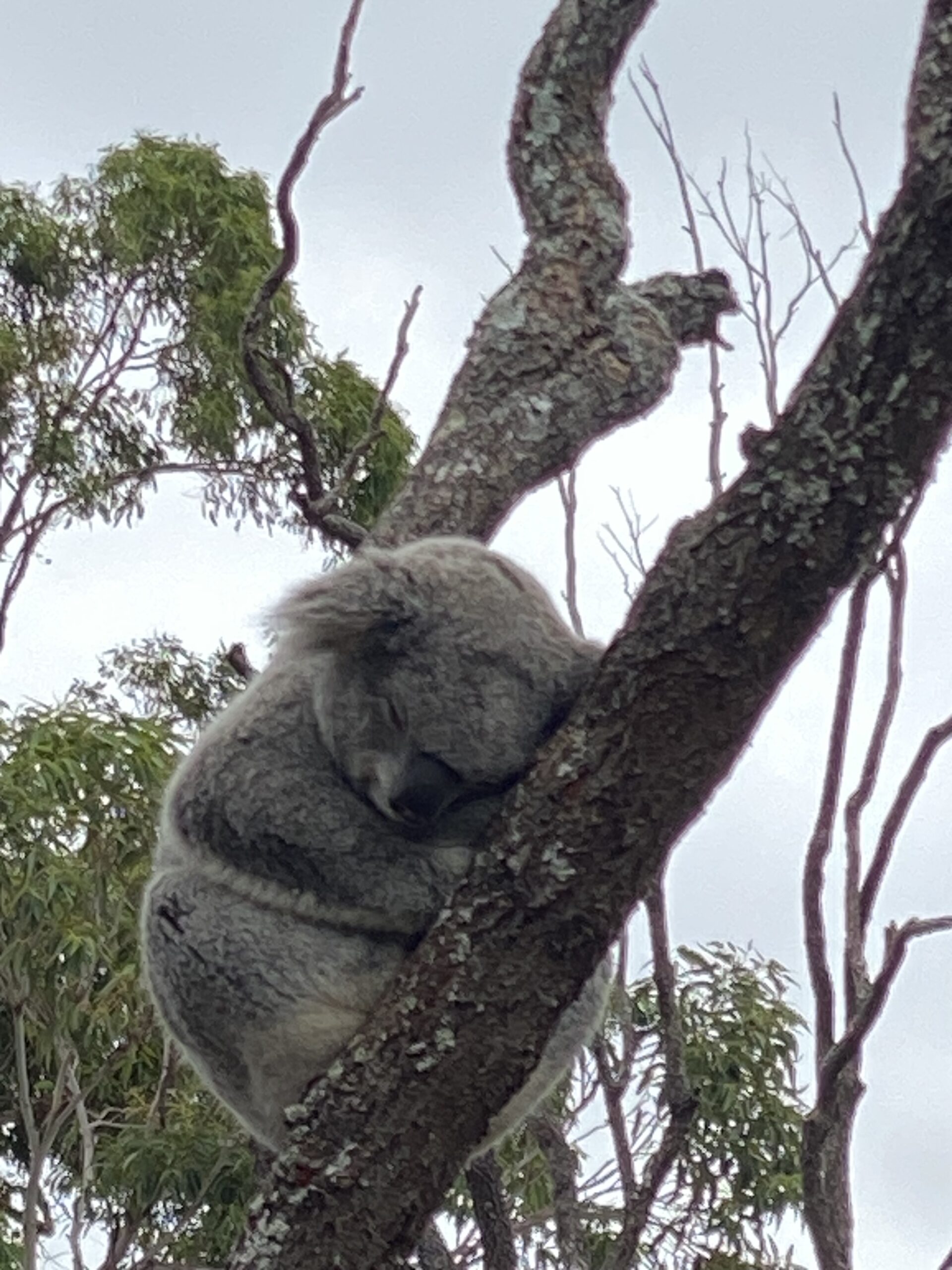 Visit Taronga Zoo in Sydney Australia with Me